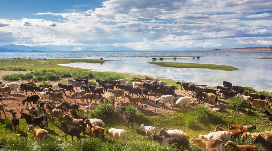 La Grande Traversée – Voyage en Mongolie